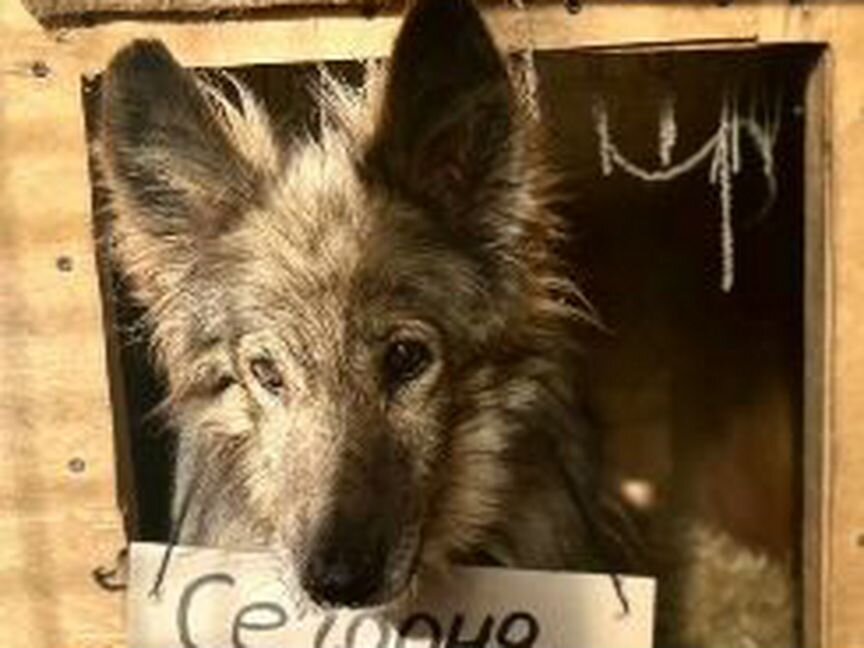 Собачка Пушинка, возьмите в семью