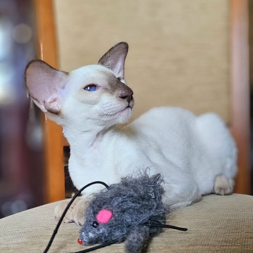 Ориентальные котята экстрим