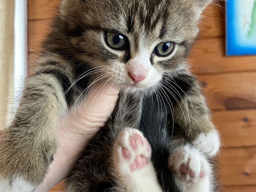 Котёнок 1,5 месяца