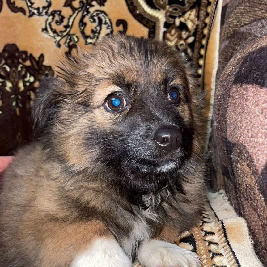 Щеночек в добрые руки