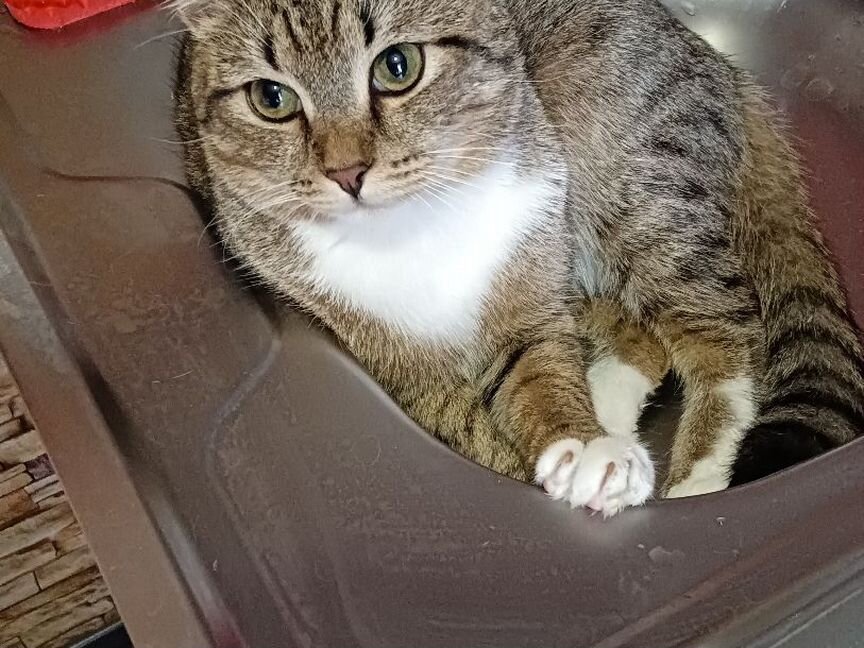Кот