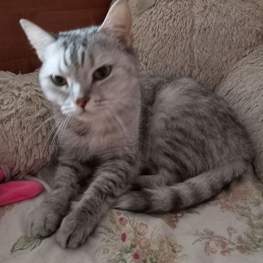 Кошки