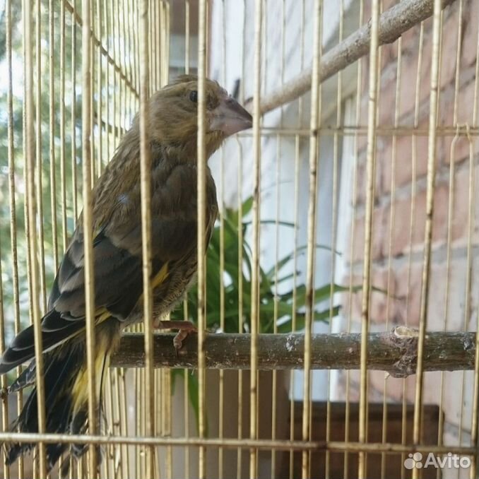 Самец зеленушки, 3 мес