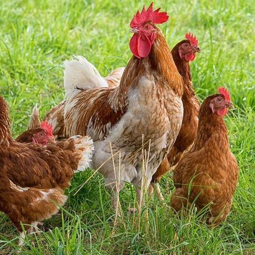 Куры молодки