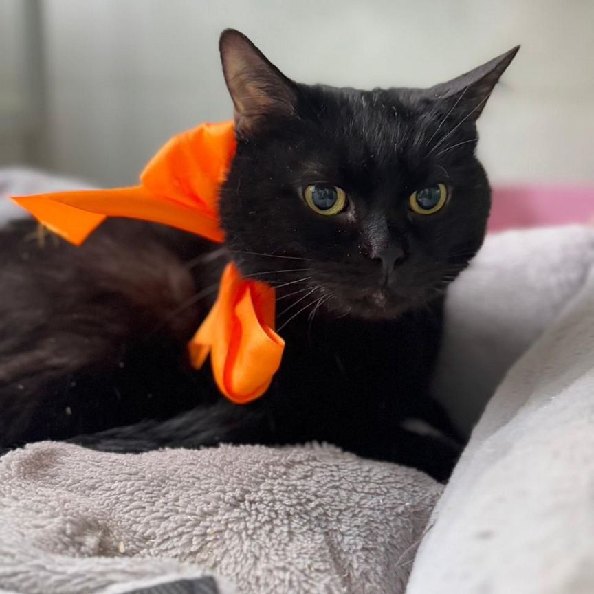 Кот в добрые руки