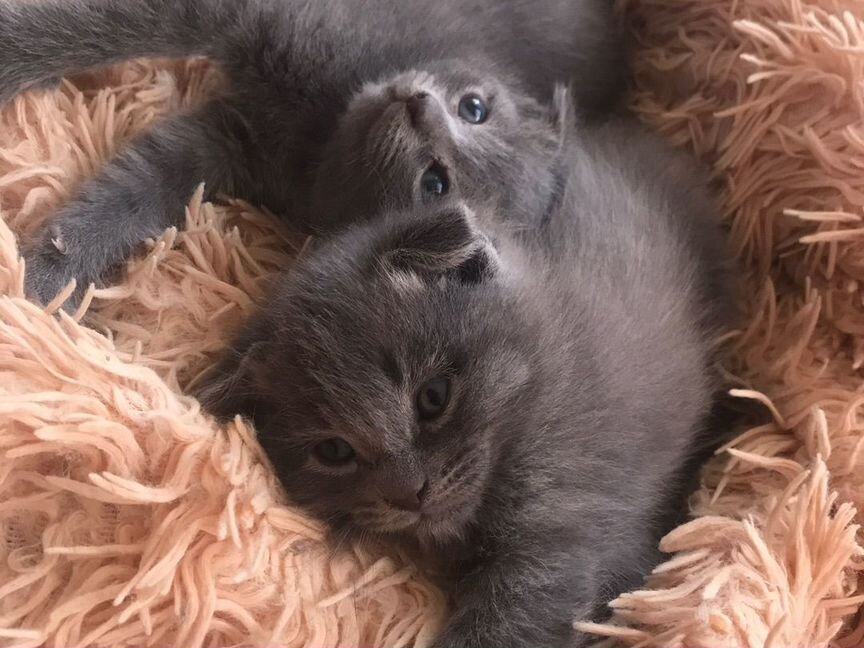 Котята в добрые руки вислоухие