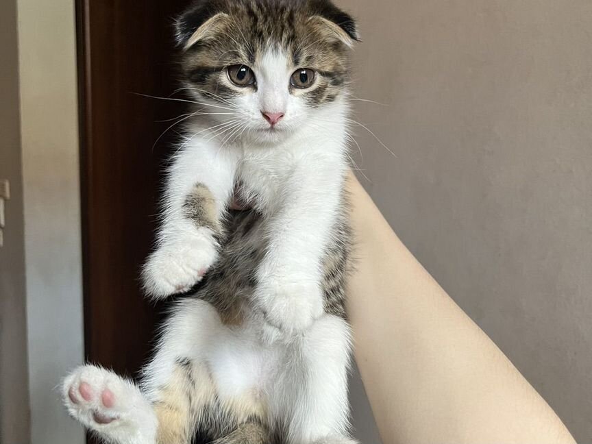 Вислоухие котята