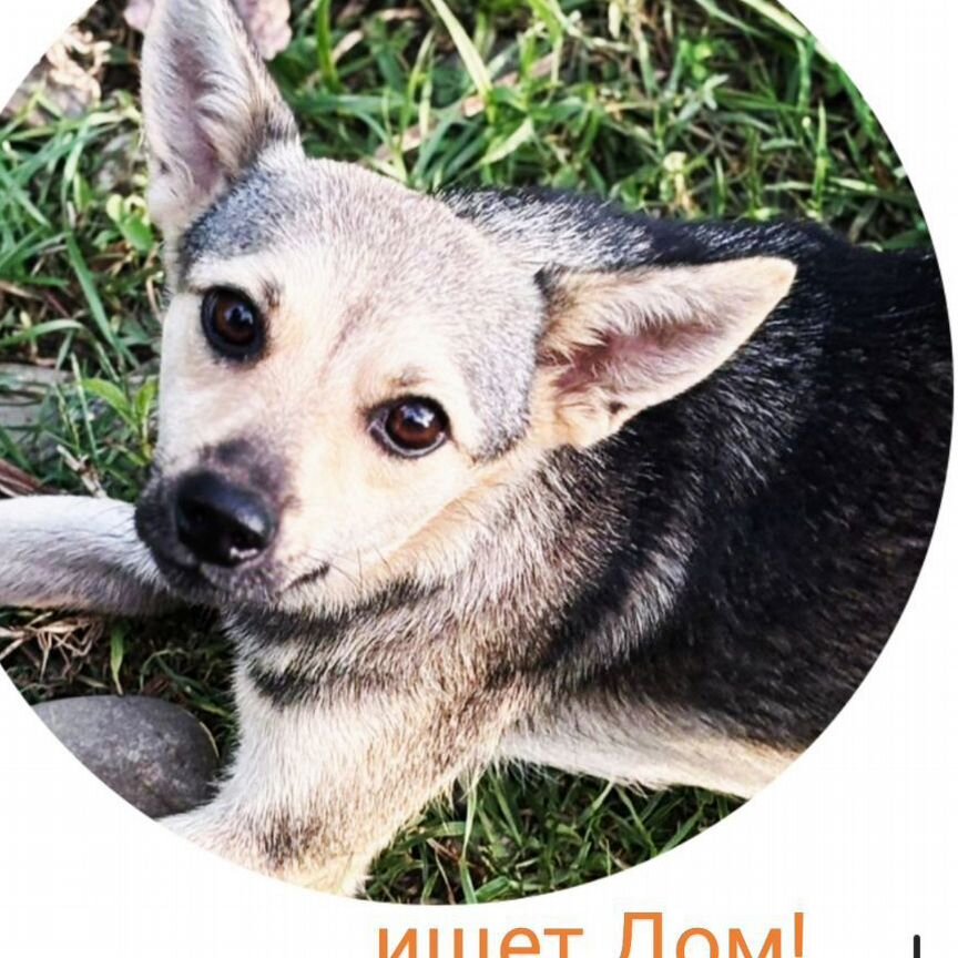 Взрослая собака в добрые руки