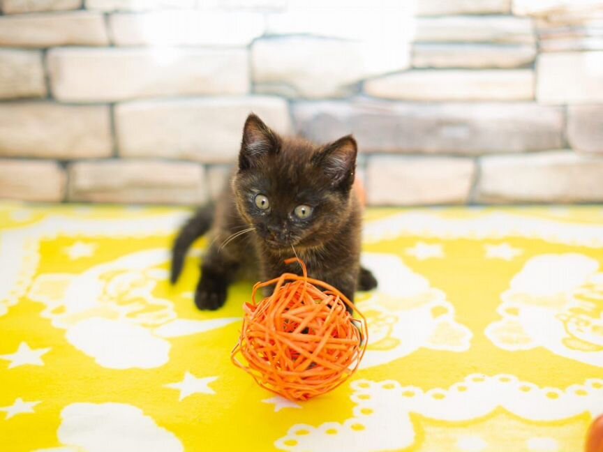 Черепахового окраса котёнок