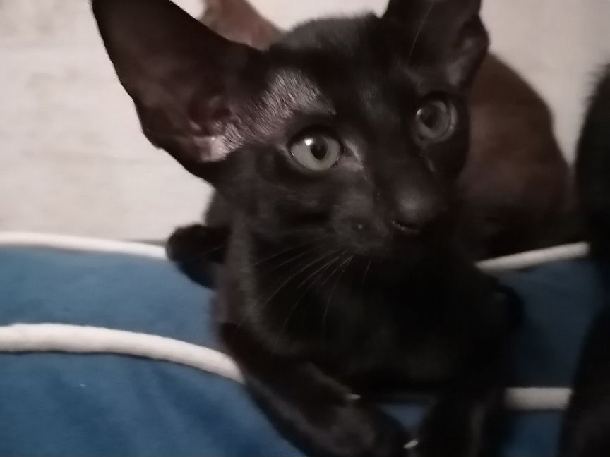 Ориентальные котята