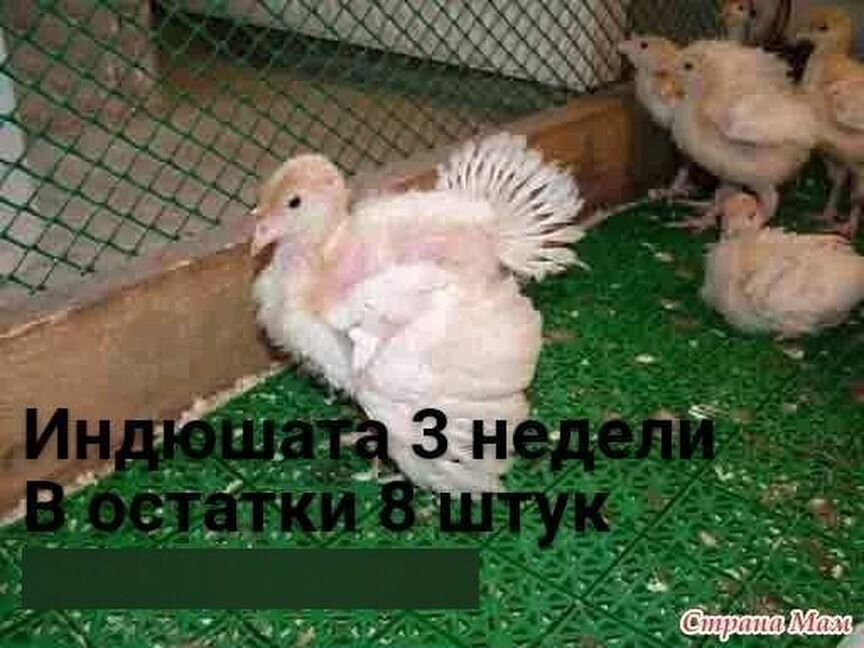Индюшата