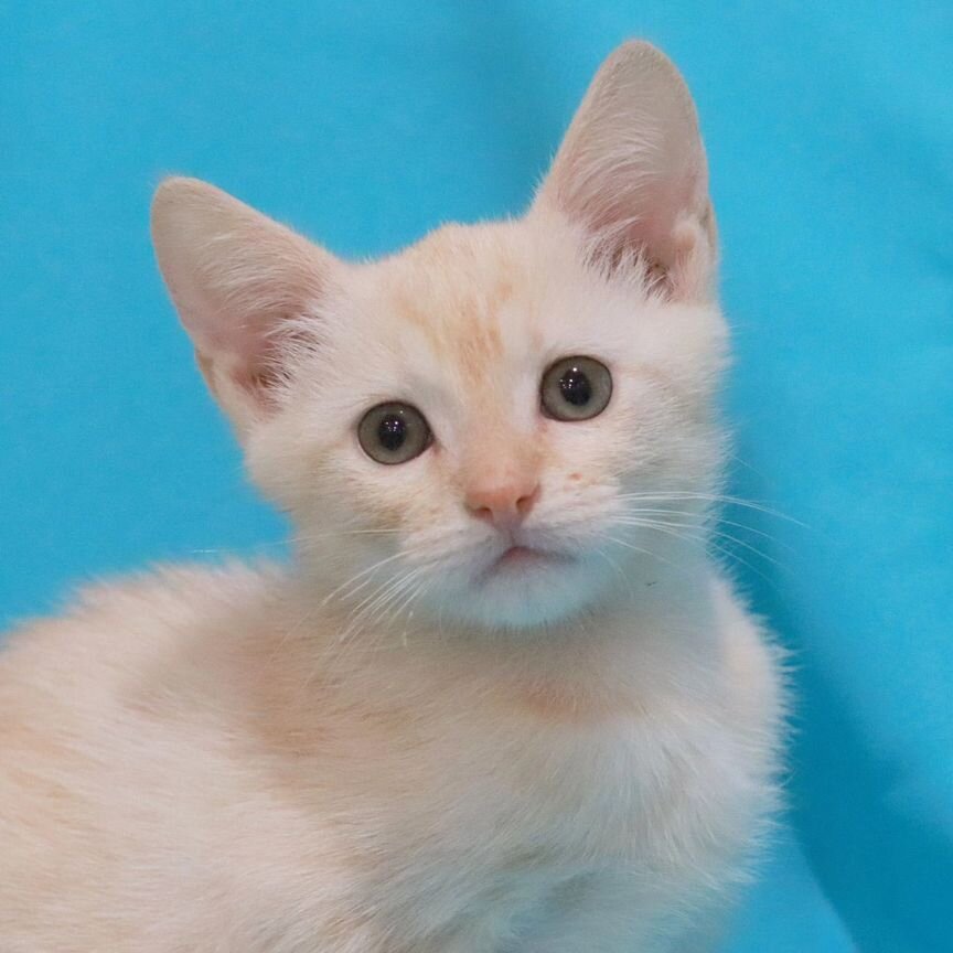 Котик Баунти в добрые руки