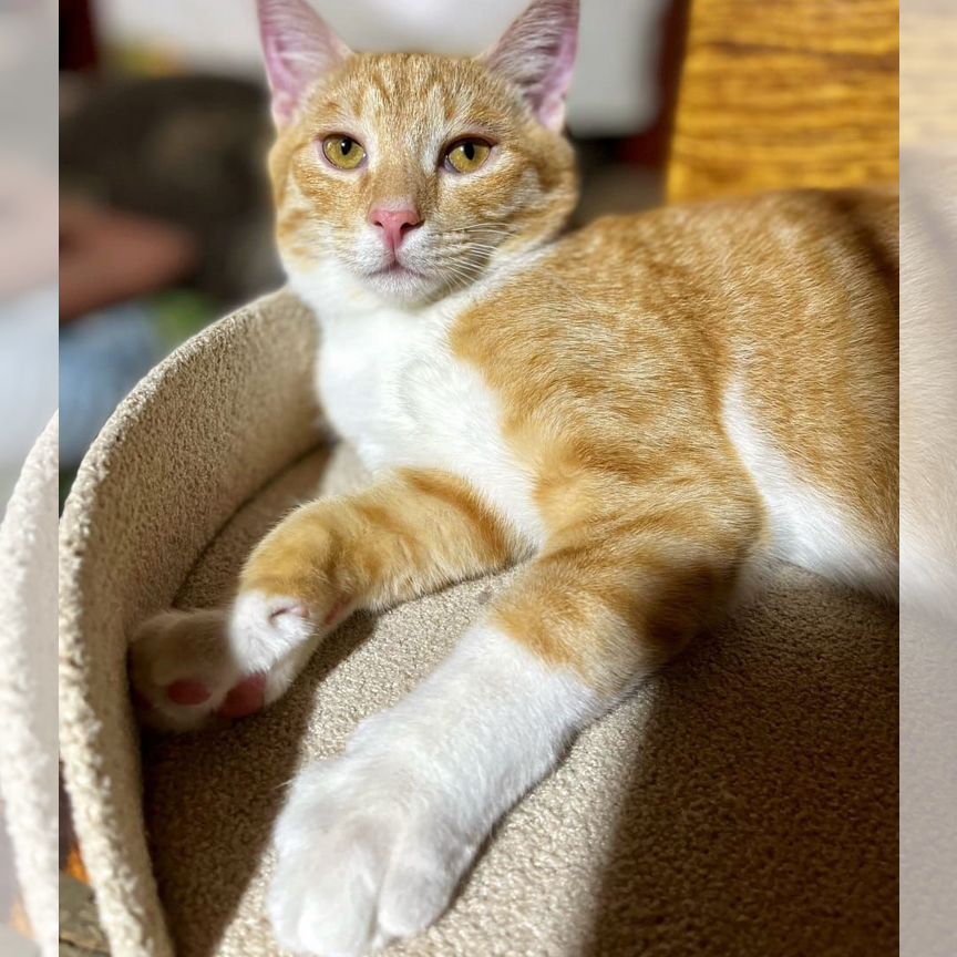 Котики бесплатно