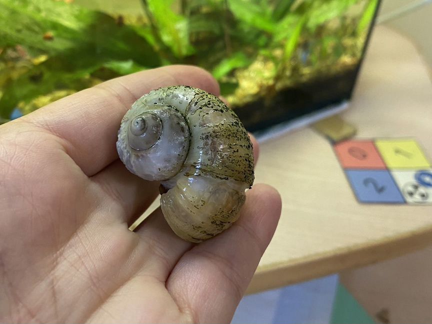 Улитка Ампулярия