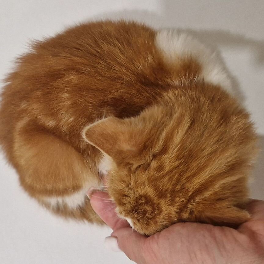 Котенок