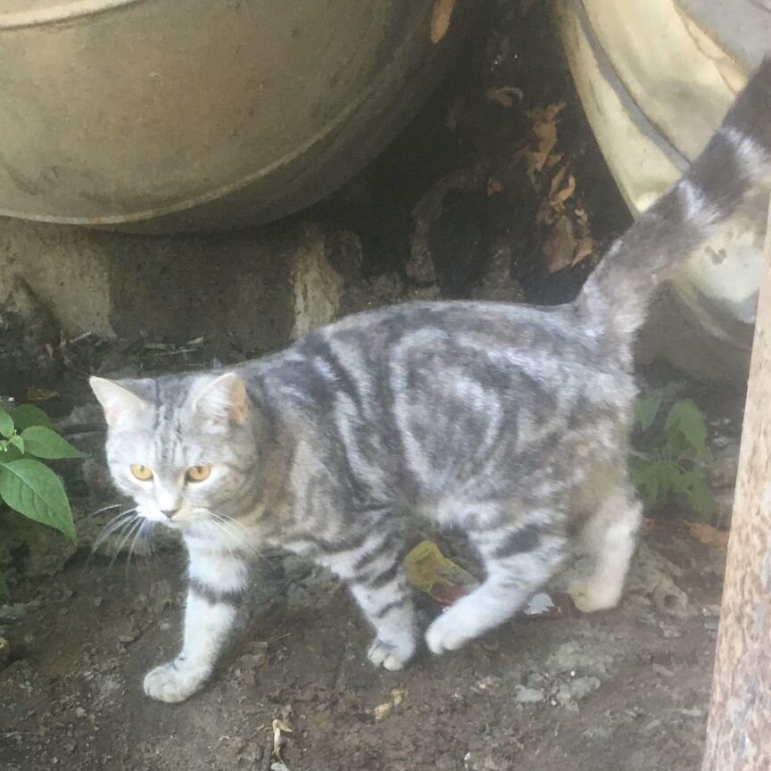 Молодая кошечка