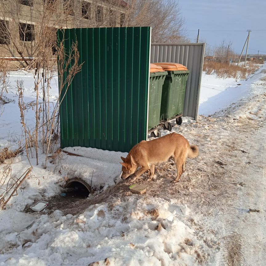 Щенки в холодной трубе
