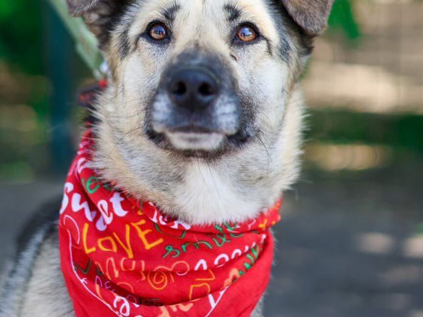 Собака Валя в поисках лучшей семьи