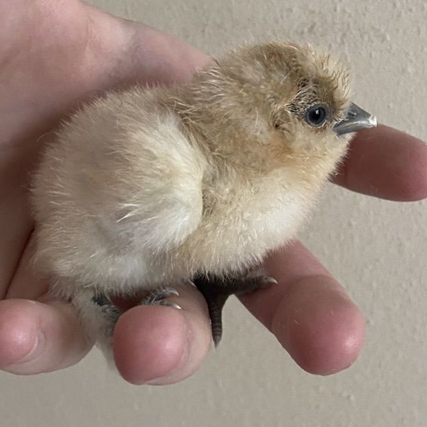 Цыплята китайской шелковой