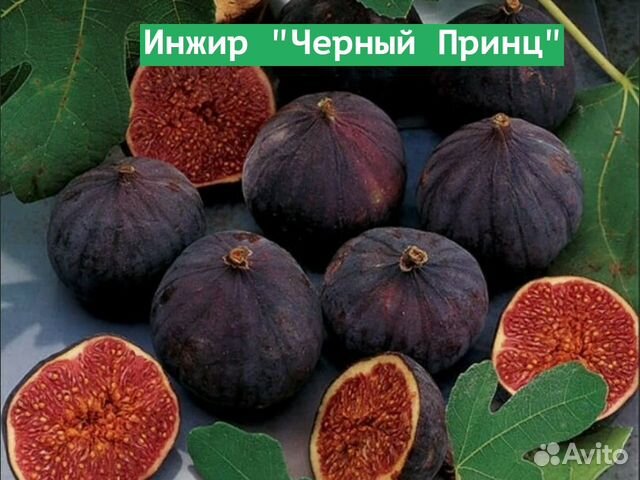 Инжир Черный Принц купить в Краснодаре | Товары для дома и дачи | Авито