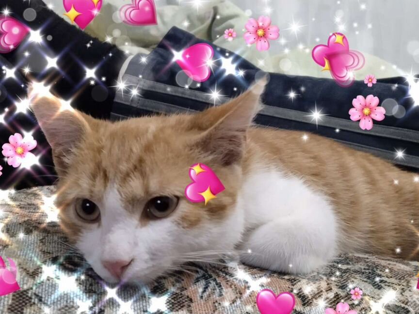 Котик в любящую семью
