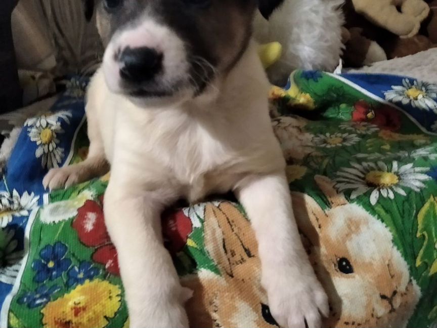 Щеночки в добрые руки