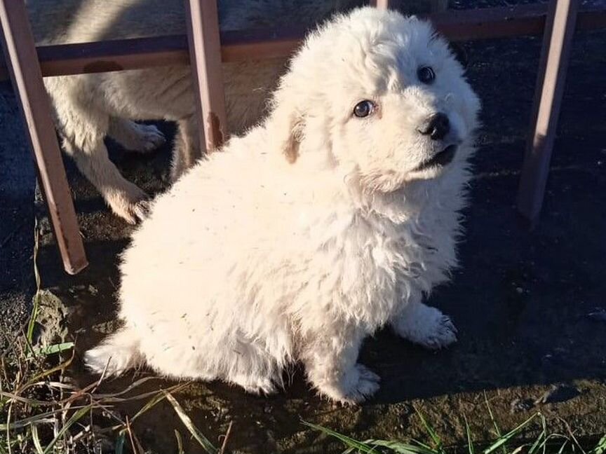 Очень красивый щенок с бесплатной стерилизацией