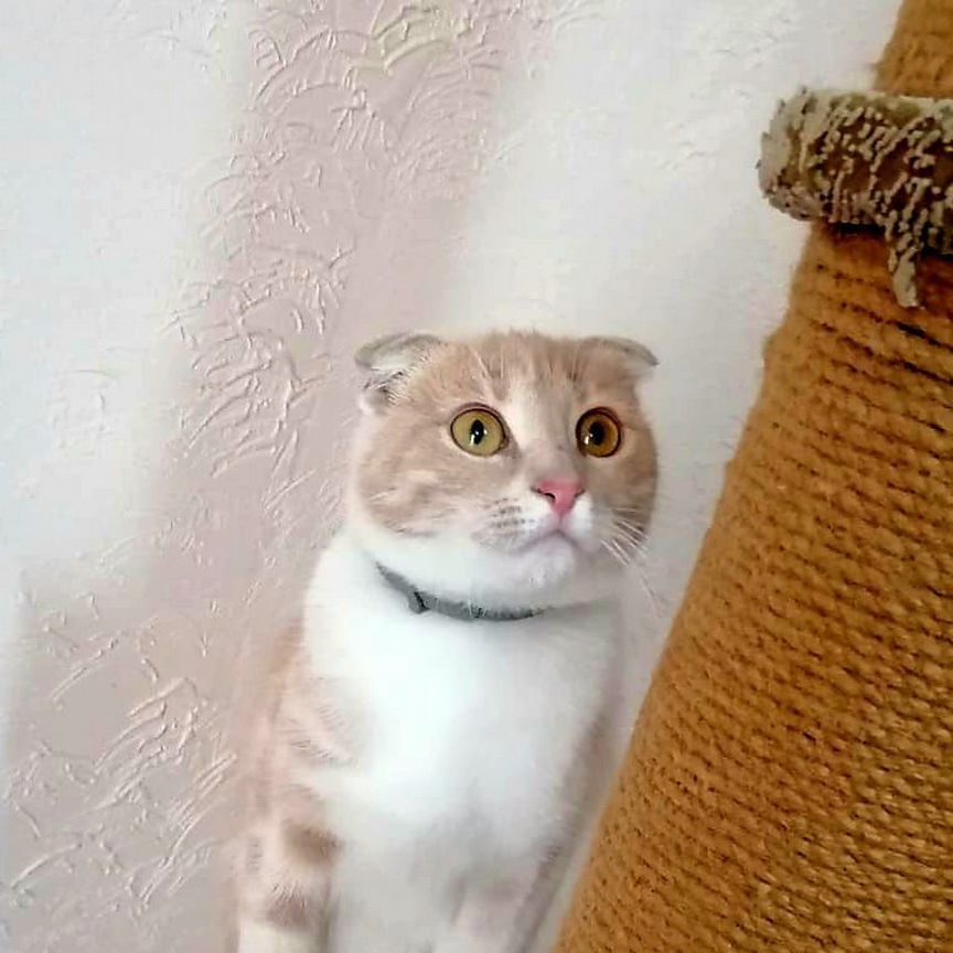 Британка Соня в дар