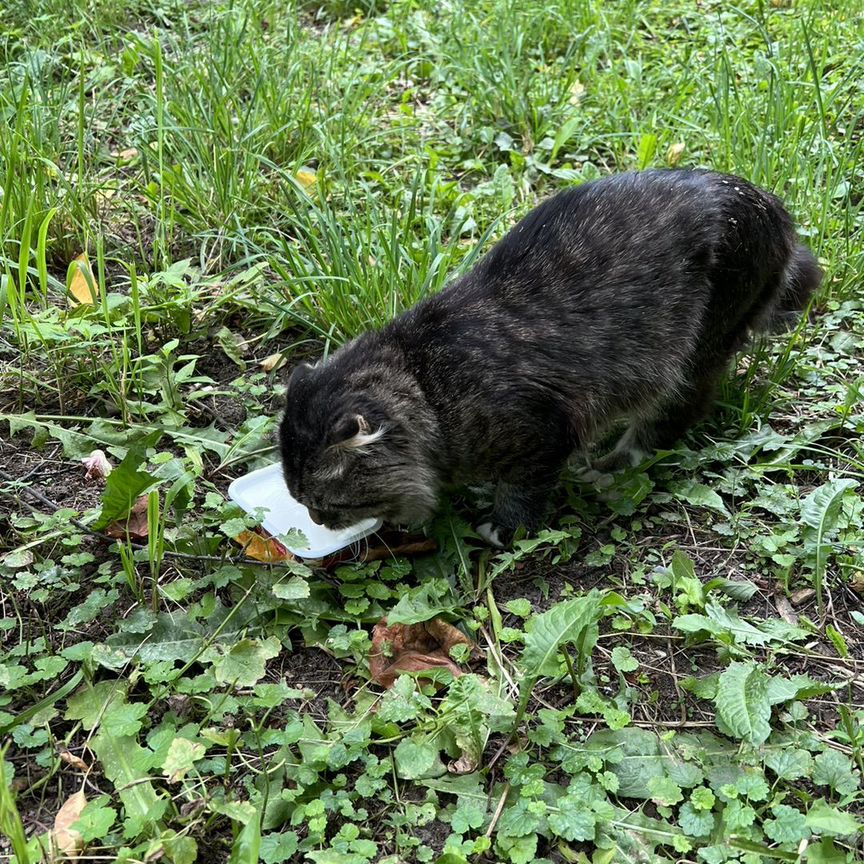 Котик в добрые руки