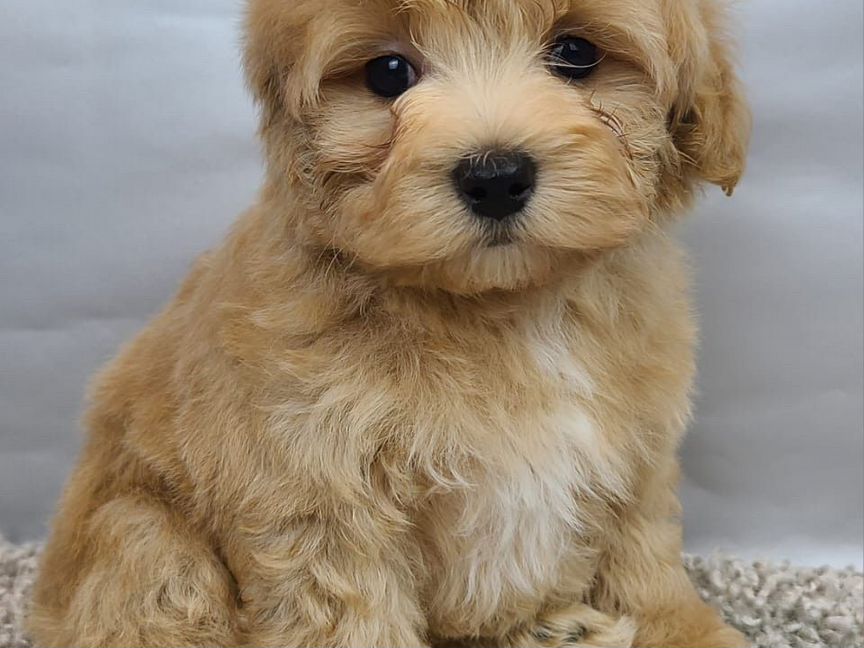 Щенки мальтипу f1 мини