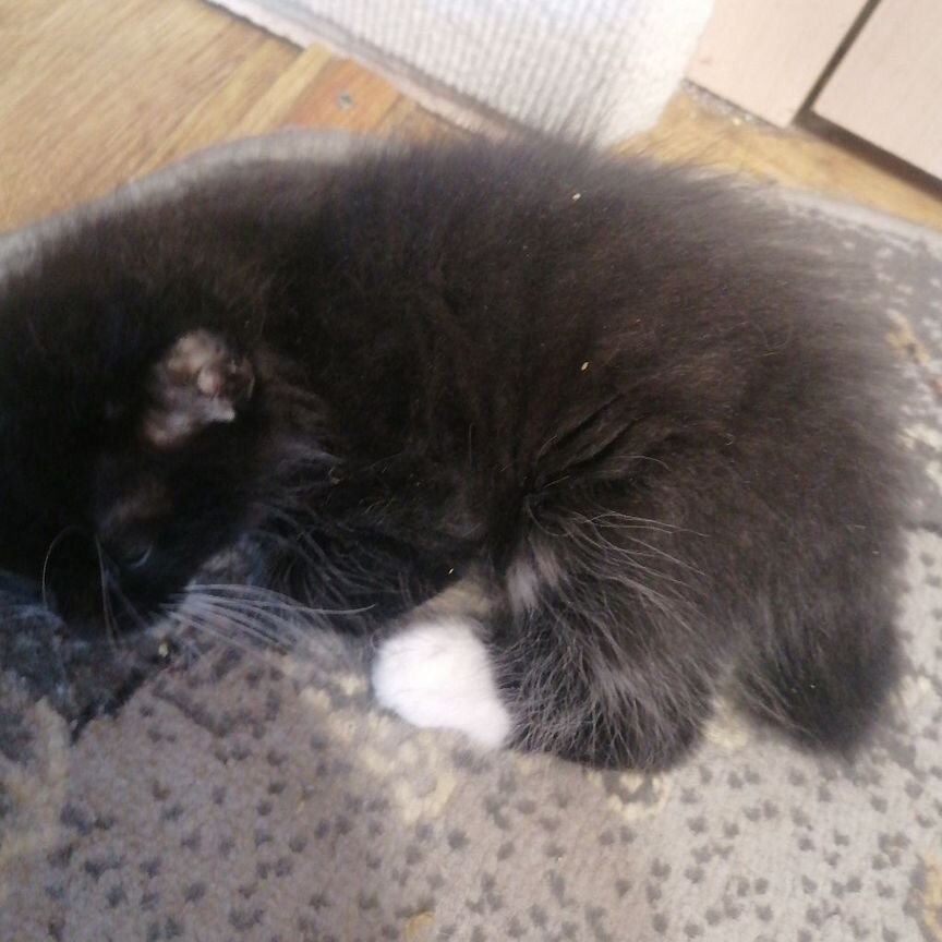 Мейн-кун котёнок