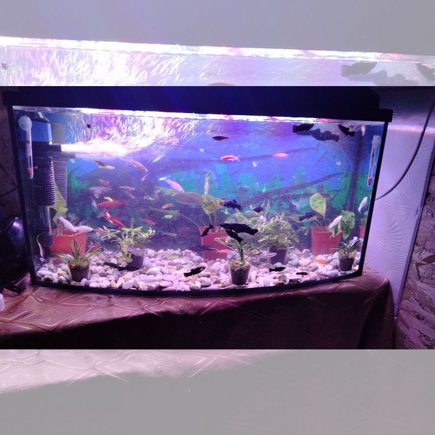 Аквариумные рыбки