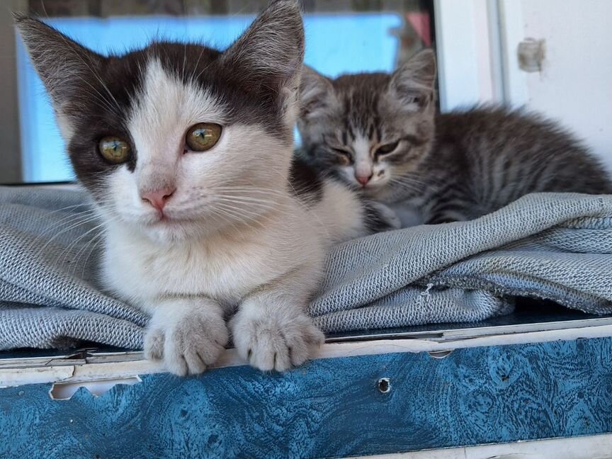 Кошка в дар бесплатно