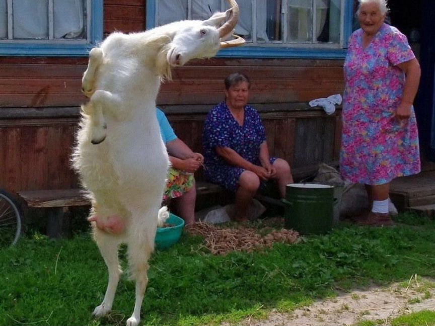 Жом свекловичный