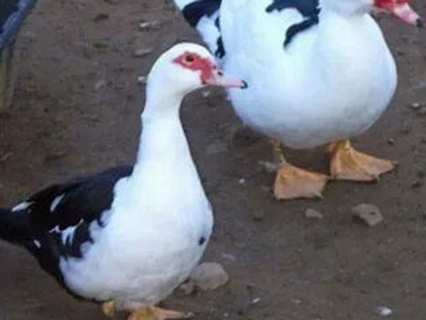 Мускусные утки