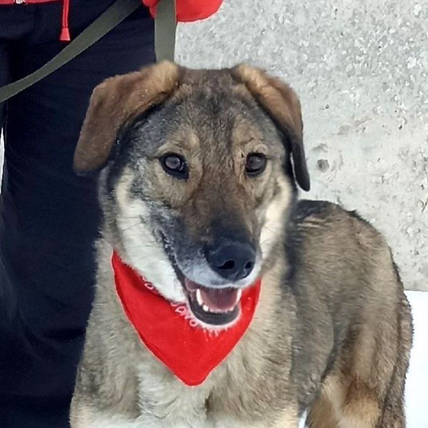 Забавный пес Финик