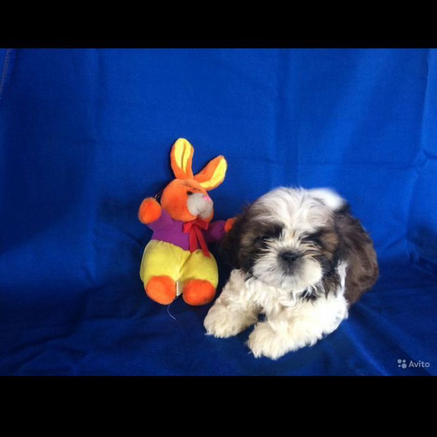 Щенки ши-тцу мини