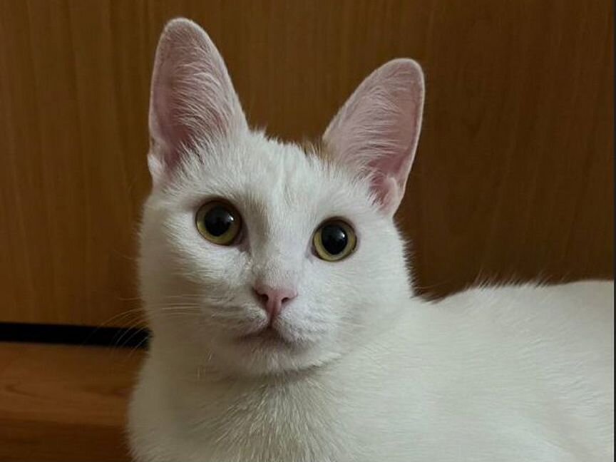 Котик Вайт давно ждёт добрых хозяев