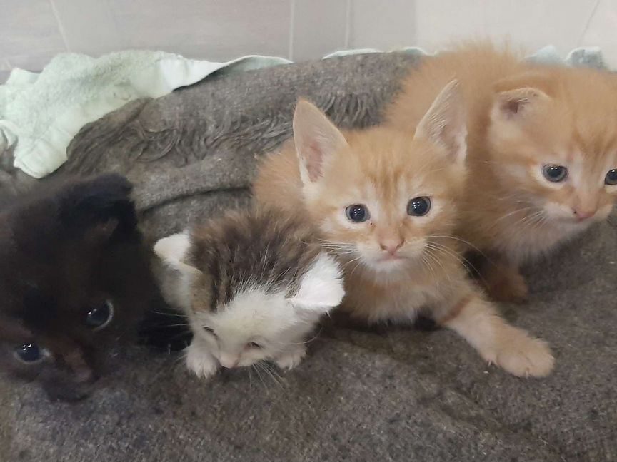 Кошка