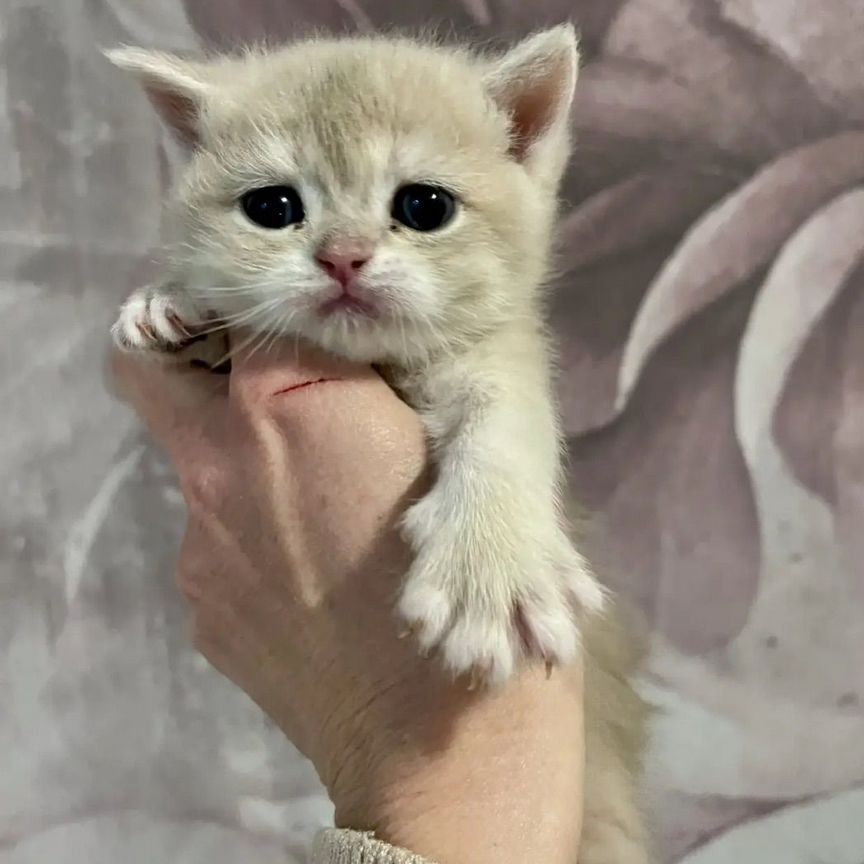 Британский короткошёрстный котёнок
