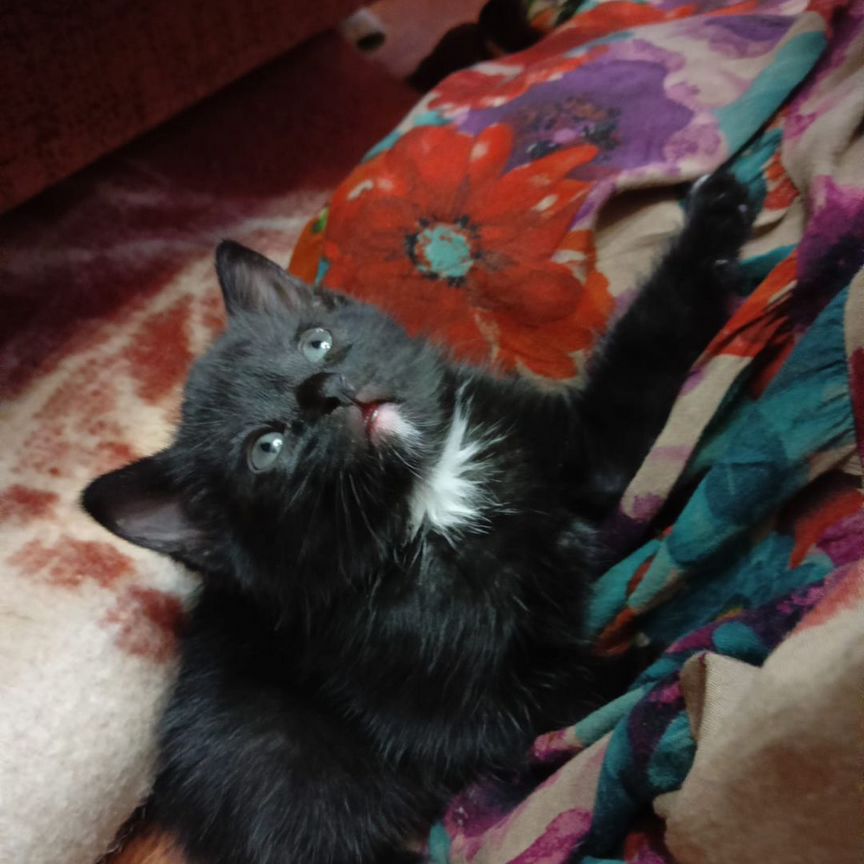 Котенок милота