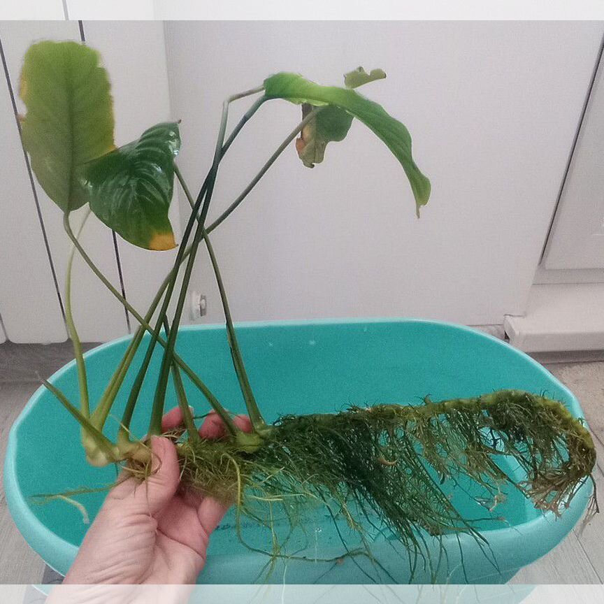 Анубиас в аквариум