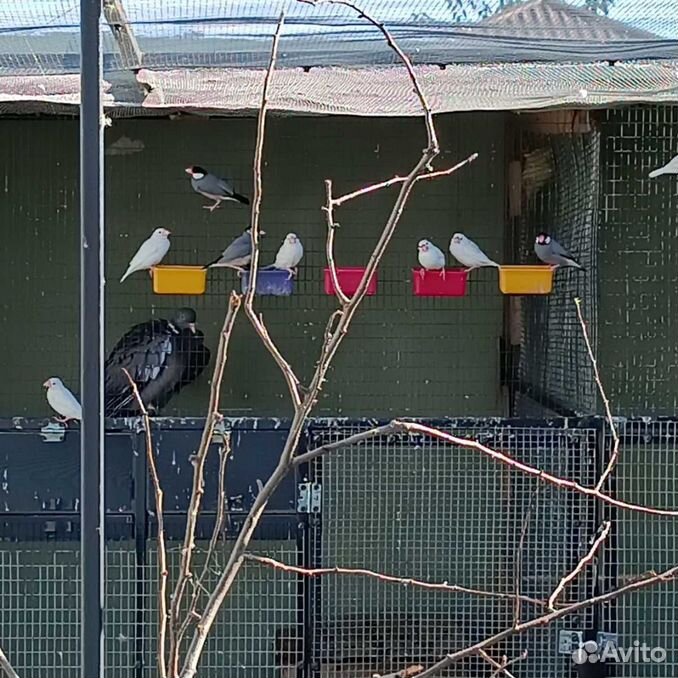 Попугаи и амадины