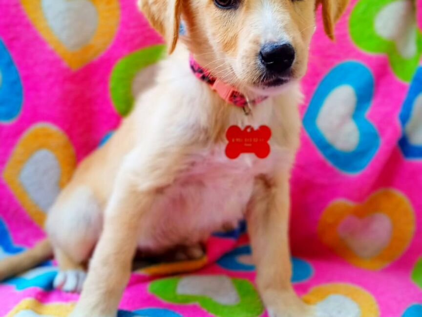 Малютка щенок в добрые руки