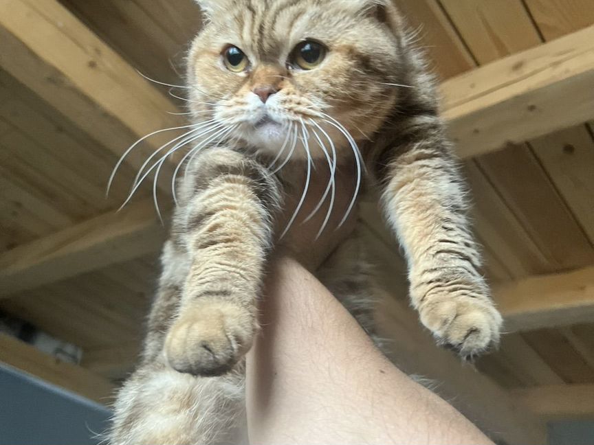 Шотландская вислоухая кошка
