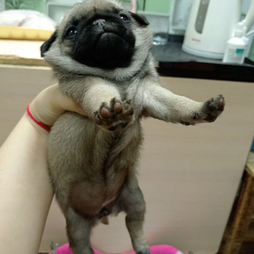 Мопс, щенок