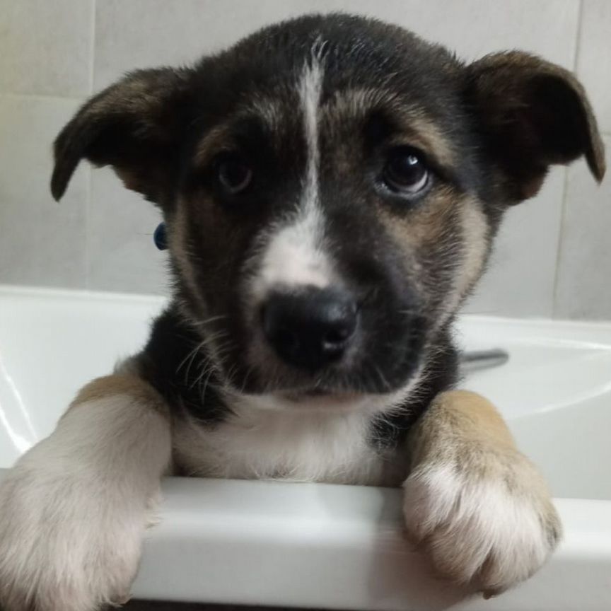 Отдам в добрые руки щенка