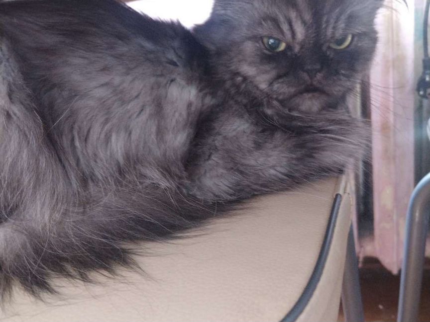 Персидская кошка