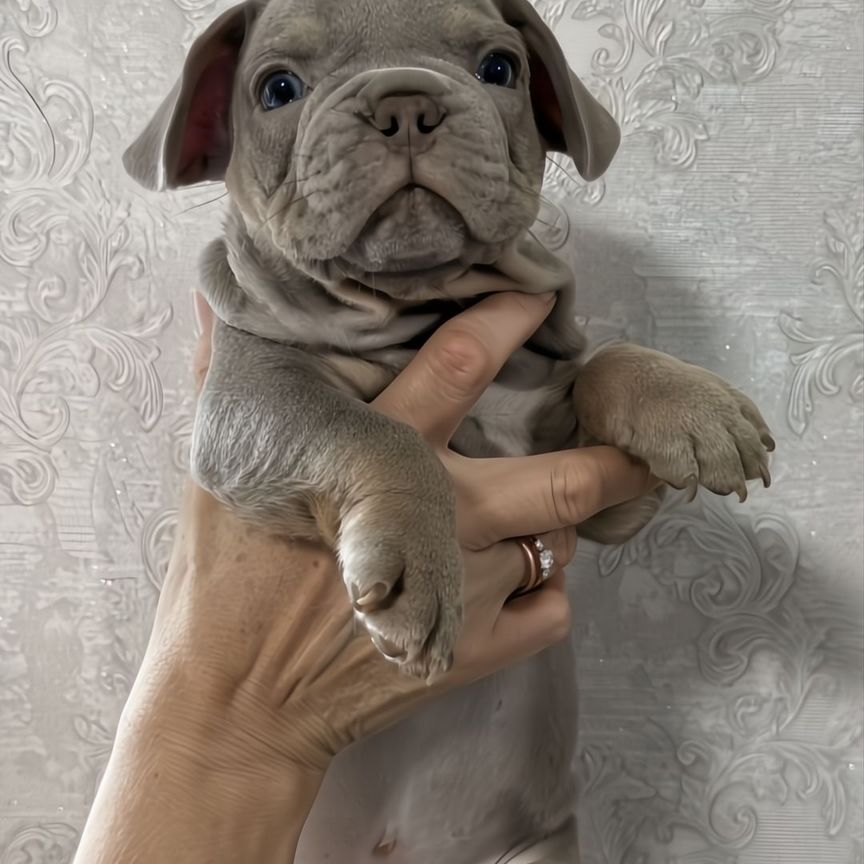 Французский бульдог, щенок