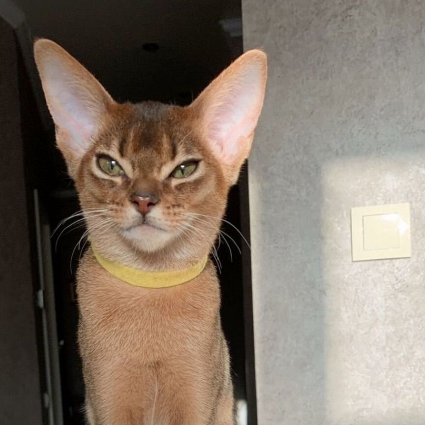 Абиссинский котёнок